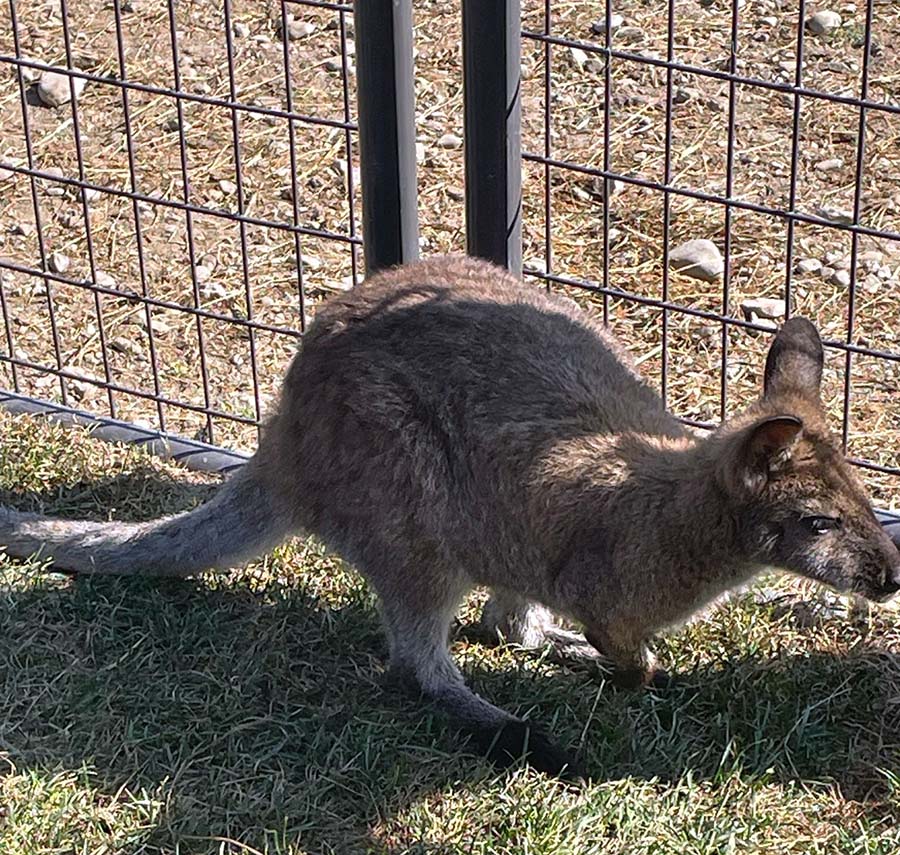 Famous Mina Wallaby Captured, ‘Safe At Home’ | News, Sports, Jobs - Post Journal
